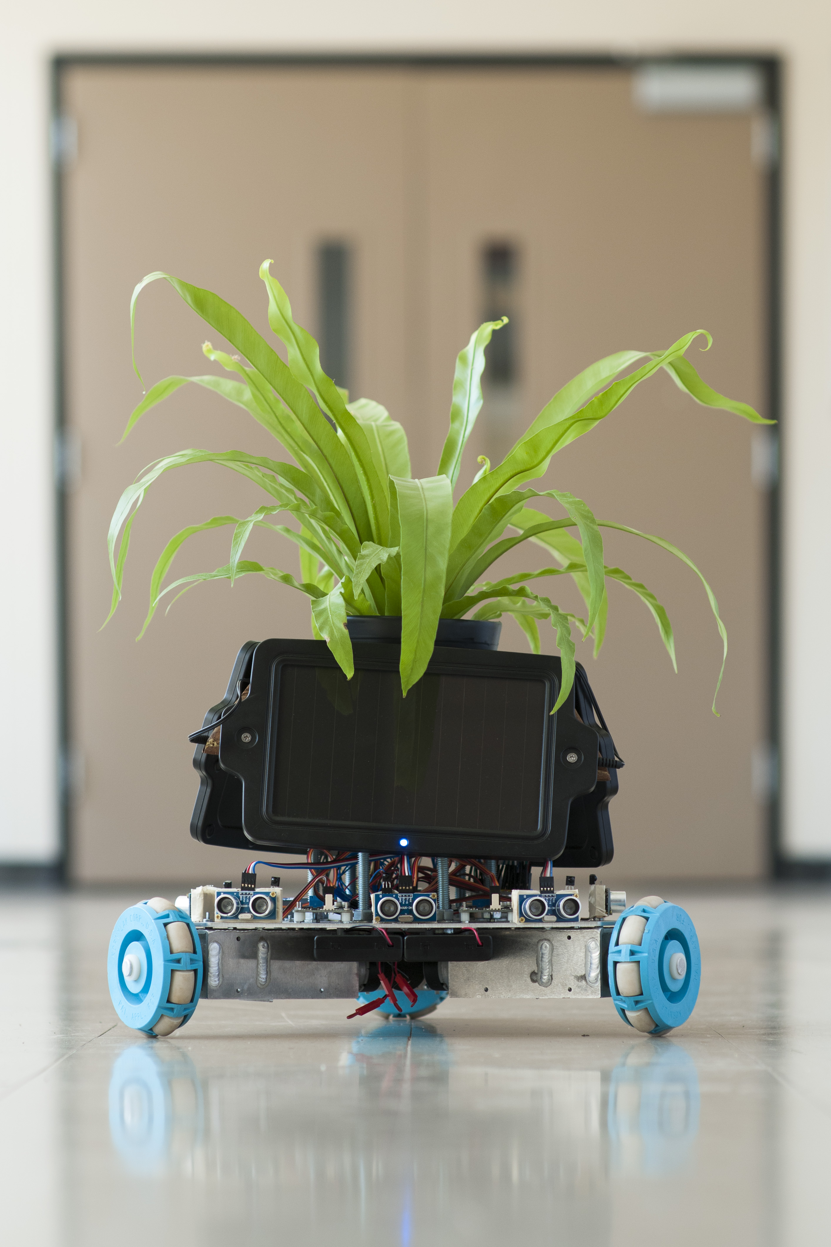 elizabethdemaray – FloraBorgs, Lichen for Skyscrapers, Alternative ...